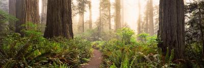 'Redwood Trees in a Forest, Redwood National Park, California, USA ...
