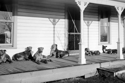 'Relaxed Dogs Lounge on a Farmhouse Porch, Ca. 1905' Photographic Print ...