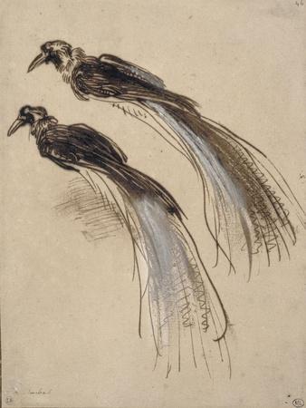 Desenhos De Animais De Rembrandt Ficheiro:Rembrandt Van Rijn,