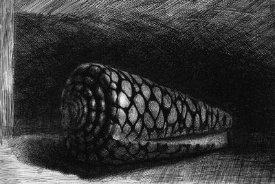 The Shell, 1650; The Shell is a Conus Marmoreus, Native to South-East ...
