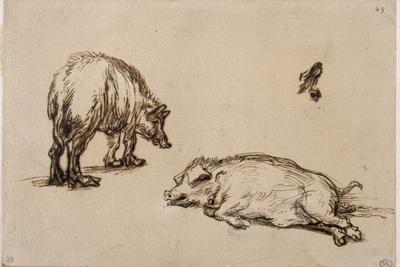Rembrandt Animal Drawings