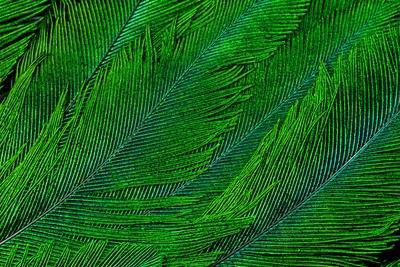 'Resplendent Quetzal Green Tail Feathers in Layered Feather Design from ...