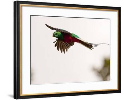 Resplendent Quetzal in Flight, Costa Rica Photographic Print by Cathy ...