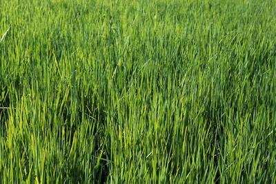 Rice Field, Novara, Piedmont, Italy Giclee Print | Art.com