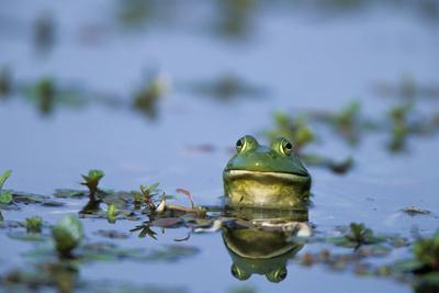 'American Bullfrog in Wetland Marion County, Illinois' Photographic ...