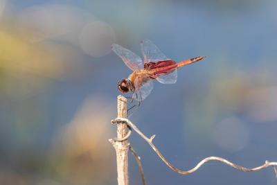 'Carolina Saddlebags male' Photographic Print - Richard and Susan Day ...