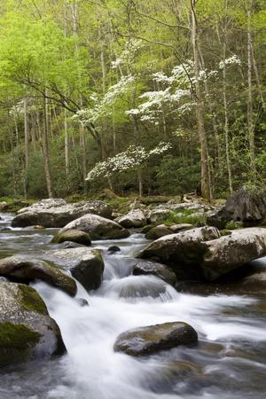 'Dogwood Trees in Spring Along Little River, Great Smoky Mountains ...