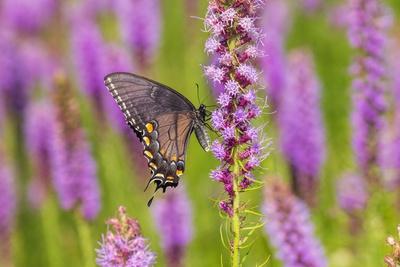 'Eastern Tiger Swallowtail female black form on Prairie blazing star ...