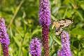 'Giant Swallowtail on Prairie blazing star, Rock Cave Nature Preserve ...