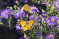 'Orange Sulphur female and male courtship on Frikart's Aster ...