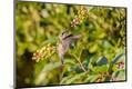 'Ruby-throated hummingbird at American pokeweed' Photographic Print ...