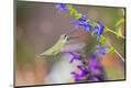 'Ruby-throated hummingbird at blue ensign salvia' Photographic Print ...