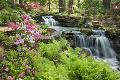 'Waterfall with Ferns and Azaleas at Azalea Path Arboretum and ...