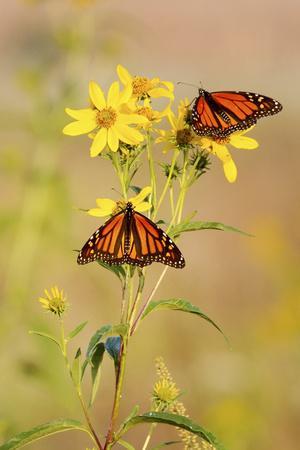 'Monarch Butterflies, Prairie Ridge Sna, Marion, Illinois, Usa ...