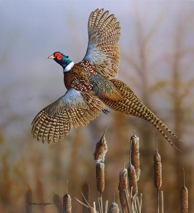 Headin’ Out - Ring-necked Pheasant Art Print - Richard Clifton | Art.com