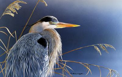 'In the Light - Great Blue Heron' Art Print - Richard Clifton | Art.com
