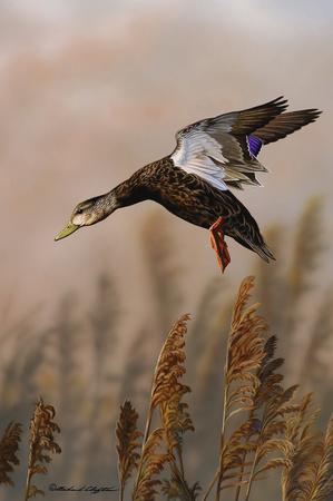 Landing Black Duck Giclee Print - Richard Clifton | Art.com