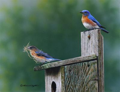 Nesting Bliss - Bluebirds Art Print - Richard Clifton | Art.com