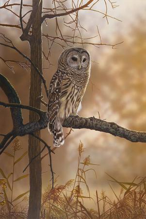 Out of the Shadows - Barred Owl Art Print - Richard Clifton | Art.com