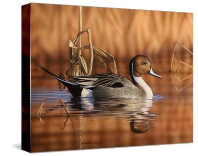 'Pintail Drake' Stretched Canvas Print - Richard Clifton | Art.com