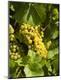 'Washington State, Yakima Valley. Marsanne Grapes in a Vineyard ...