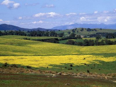 'Wide Open Rolling Landscape, High Country, Australia' Photographic ...