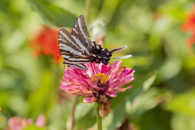 'Zebra Swallowtail (Protographium marcellus) on Zinnia Union County ...