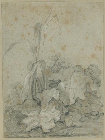 'Weeds' Giclee Print - Richard Wilson | Art.com