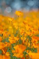 'Riverside Poppies' Photographic Print - Vincent James | Art.com