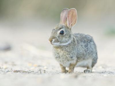 'Desert Cottontail Rabbit, Rio Grande Valley, Texas, USA' Photographic ...