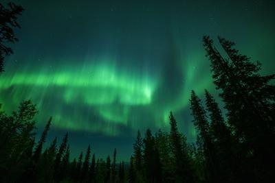 'Aurora borealis (Northern Lights) over coniferous forest, Muonio ...