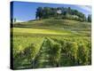 'Vineyards, St. Emilion, Gironde, France, Europe' Photographic Print ...