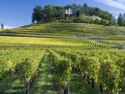 'Vineyards, St. Emilion, Gironde, France, Europe' Photographic Print ...