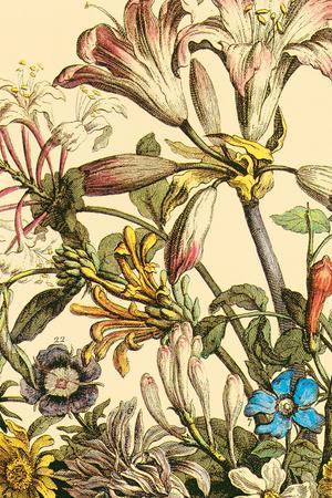 'Furber Flowers III - Detail' Giclee Print - Robert Furber | Art.com