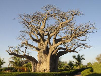 'Baobab Tree, Sine Saloum Delta, Senegal, West Africa, Africa ...