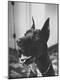 'Great Dane Belonging to Governor William Stratton' Photographic Print ...