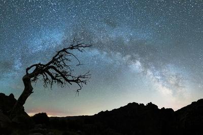 'Bare tree under the Milky Way arch in the starry sky over Pico Ruivo ...