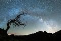 'Bare tree under the Milky Way arch in the starry sky over Pico Ruivo ...