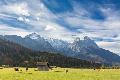 'Cows in the green pastures framed by the high peaks of the Alps ...