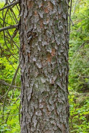 'Engelmann spruce tree, String Lake, Grand Tetons National Park ...