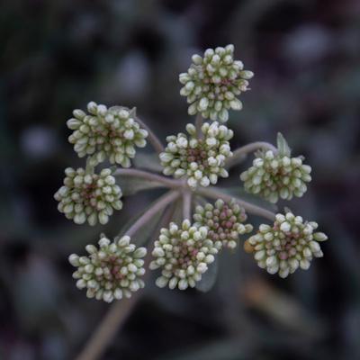 'Parsnip flower buckwheat, Signal Mountain, Grand Teton National Park ...