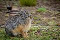 Starck's Hare, Lepus starcki. Bale Mountains National Park. Ethiopia ...