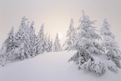 'Winter Landscape, Trees, Snow-Covered Series, Nature, Vegetation ...