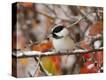 Adult Black-capped Chickadee in Snow, Grand Teton National Park ...