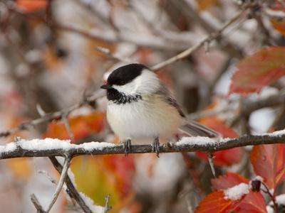 'Adult Black-capped Chickadee in Snow, Grand Teton National Park ...