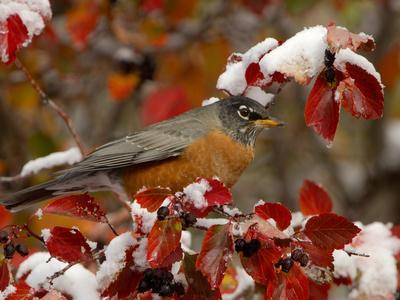 'Male American Robin in Black Hawthorn, Grand Teton National Park ...