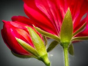 Geraniums Art for Sale: Prints, Paintings, Posters & Framed Wall ...