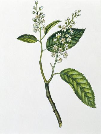 'Rosaceae - Leaves and Flowers of Bird Cherry Prunus Padus' Giclee ...