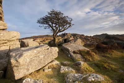 'Hawthorn tree and granite outcrop, Saddle Tor, Dartmoor, UK ...