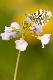 'Orange Tip butterfly female on Cuckooflower, Devon, UK' Photographic ...